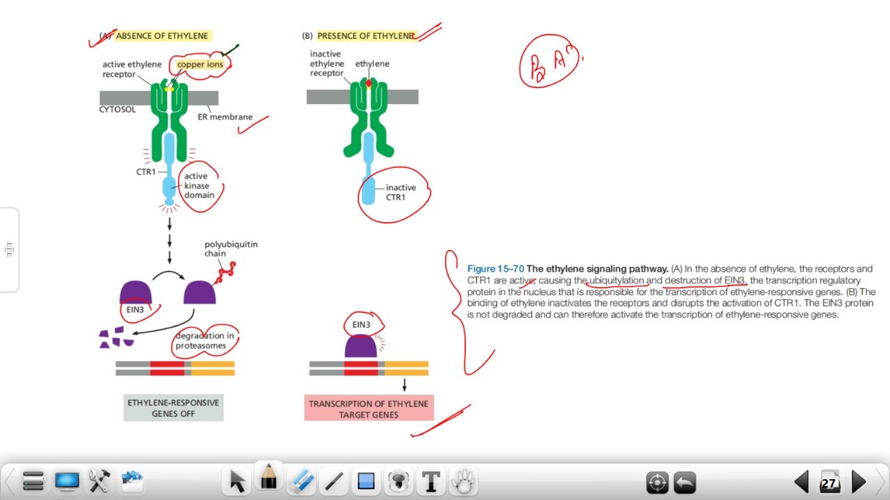 Ethylene | Functions & Uses | Signaling #dbtjrf2023 - YouTube