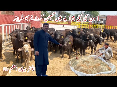 1 Day Old Buffalo Calf ko 15 Month mein Full Buffalo bnany ka Feeding Plan
