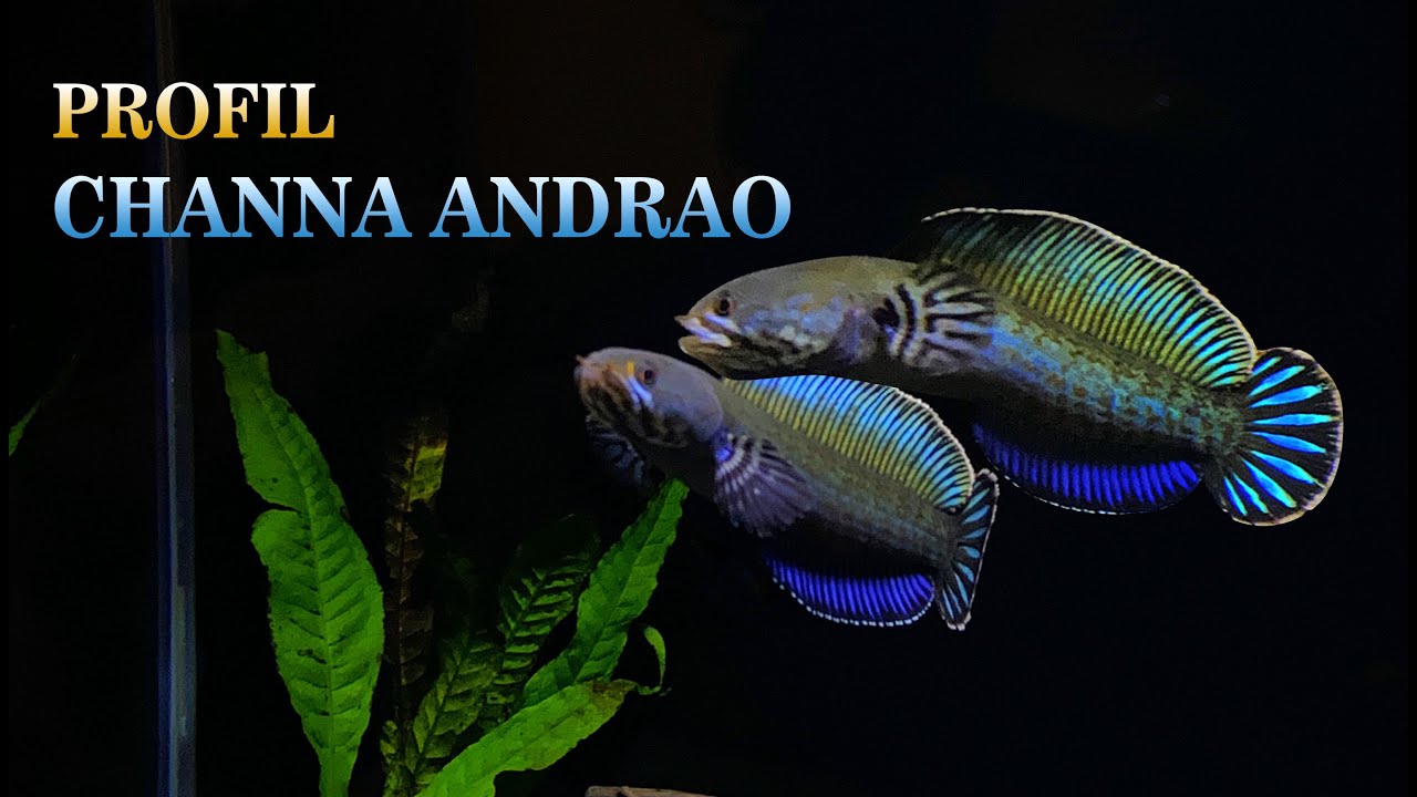 CHANNA ANDRAO - YouTube