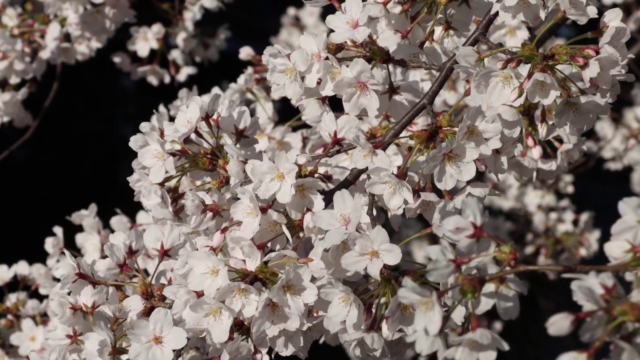 white cherry blossom in japan kyoto - YouTube