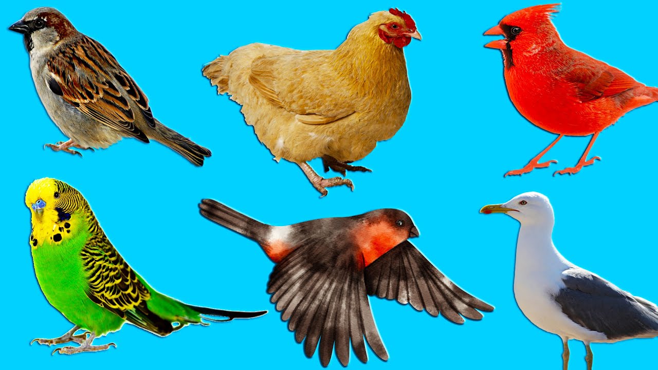 Learn Birds Learn Names And Sounds Of Birds For Kids In English YouTube learn-birds-learn-names-and-sounds-of-birds-for-kids-in-english-youtube