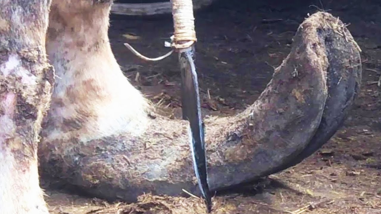 The Poor Donkey Lost 60 Pounds In Two Days, And The Twisted Hoof Made ...