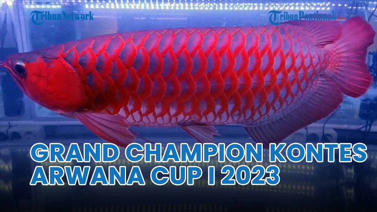®️🔴 Ikan Peraih Grand Champion Kontes Arwana Cup I 2023 - YouTube
