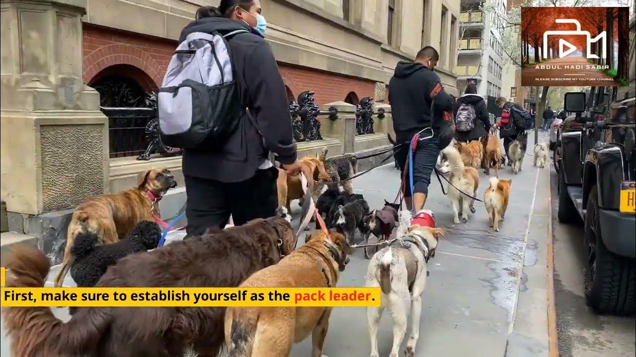 Educating your dogs. Training your dogs. A Step-by-Step Guide - YouTube