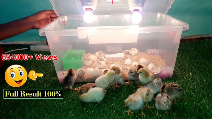 Homemade Chicken Incubator