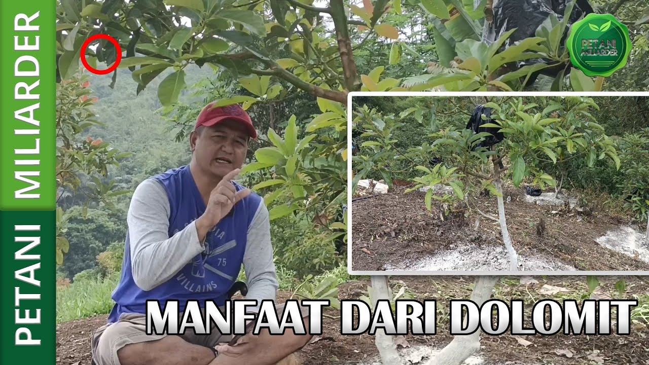 MANFAAT DARI DOLOMIT || PETANI MILIARDER - YouTube