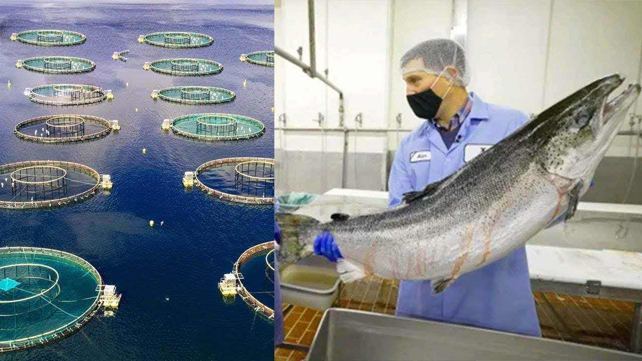 Amazing Farm Raises and Harvests Millions of Salmon - Modern Salmon ...