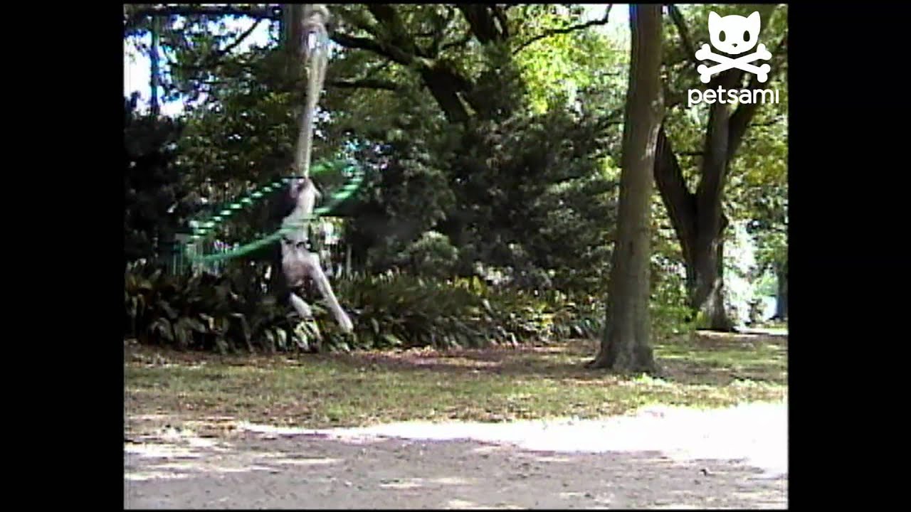 Dizzy dog hula hoops - YouTube