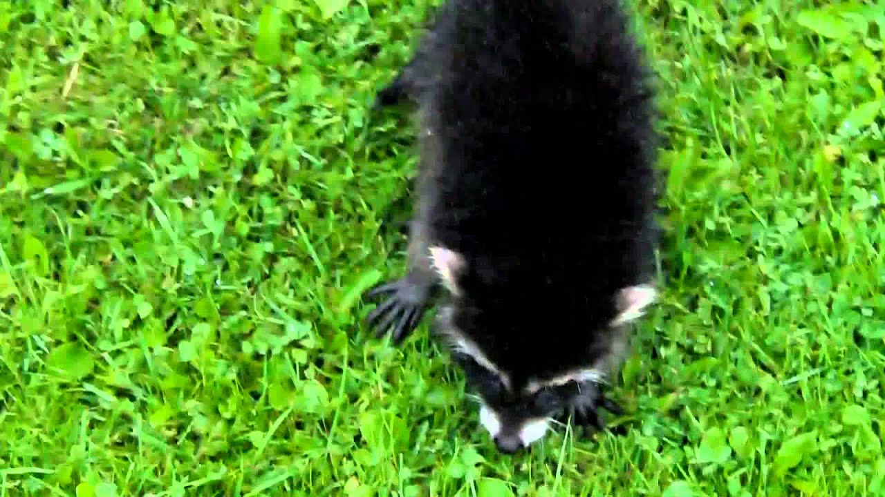 SZOPKOWO - Samiec 2013 / Male 2013 - Polish Raccoon Home Breeder - YouTube