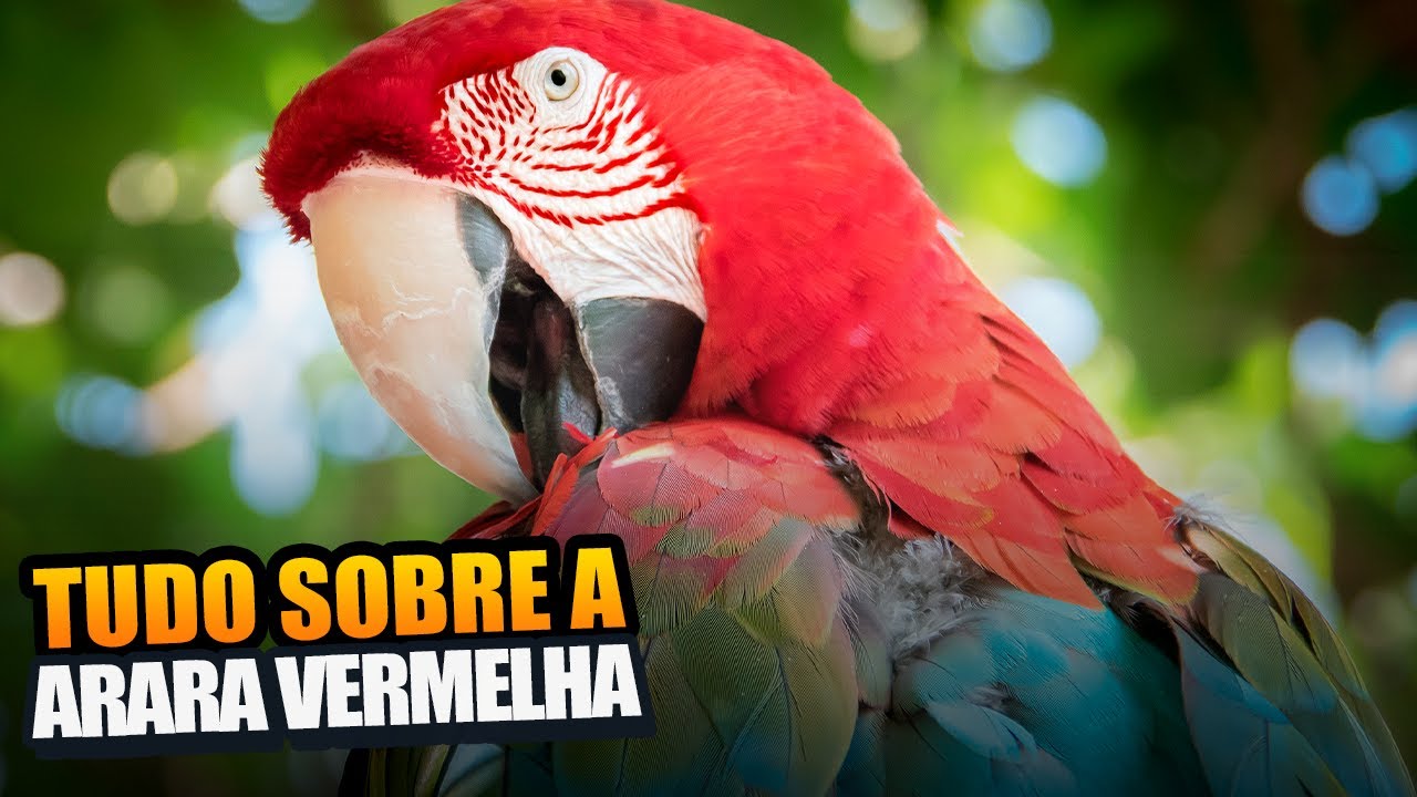 Arara Vermelha: Tudo sobre a espécie - YouTube