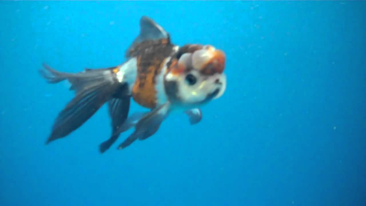 *SOLD* SELECT 4.5" Chinese Panda Oranda Tri Color RARE [SIDE] VID00156 ...