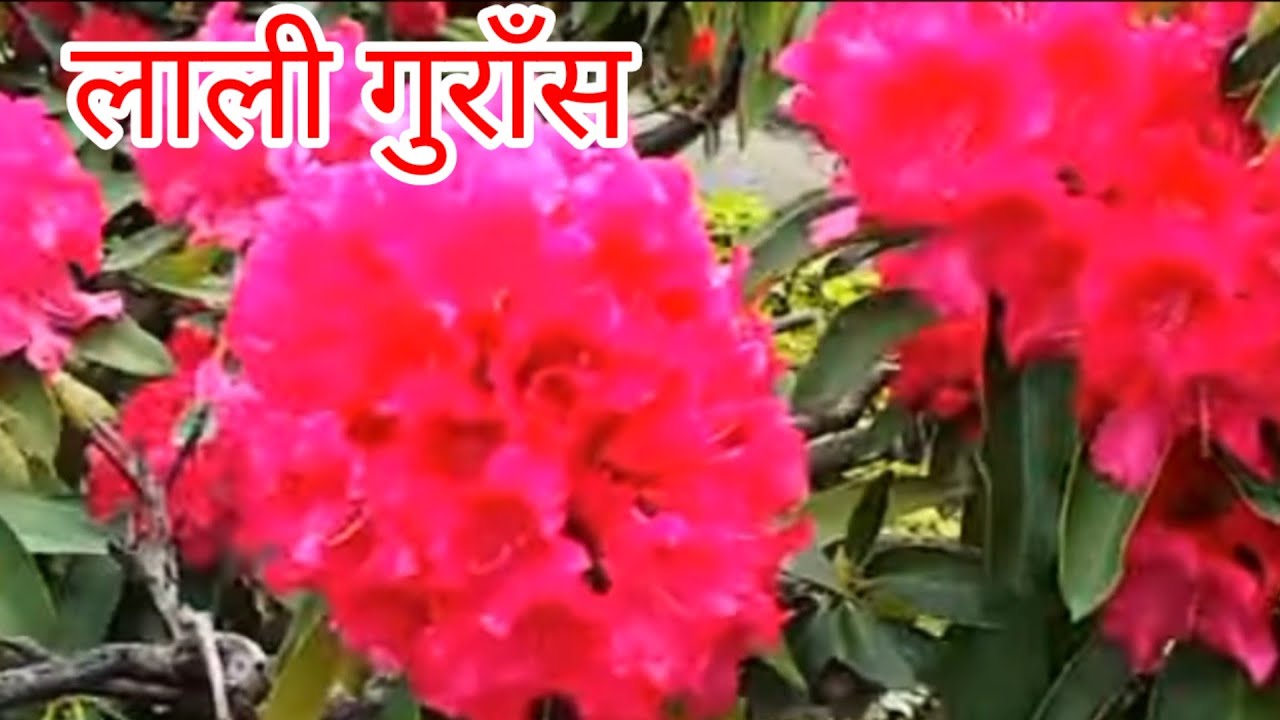 Rhododendron flowers/गुराँस को फूल in nepali language ||😍👌 ️💞 @Rewati ...