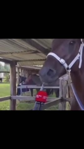 Boka Chan Horse Meme - YouTube