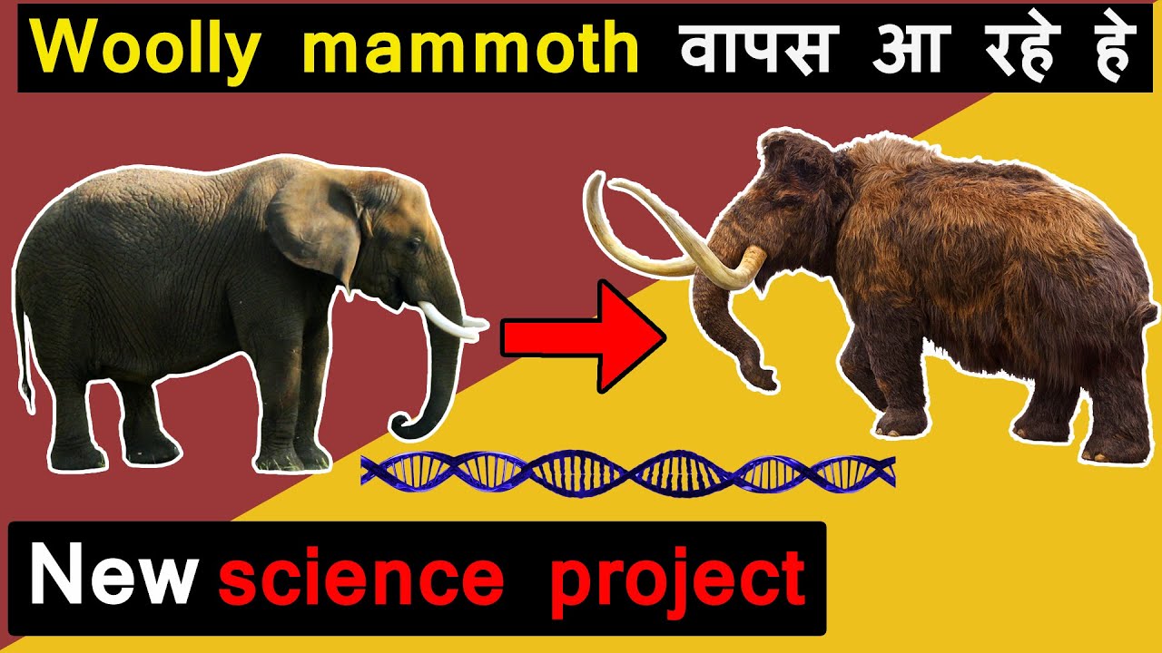 Prehistoric Woolly Mammoth वापस आ रहे हे | can we bring back woolly ...