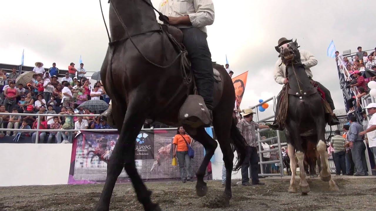 Reportaje: Rodeo Montubio en la Provincia del Guayas - YouTube