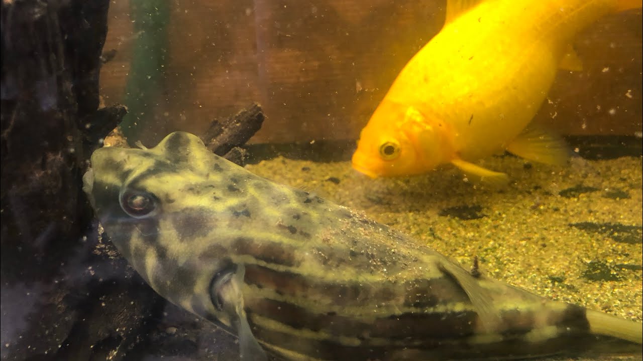 GOLD FISH inside the aquarium today live wh - YouTube