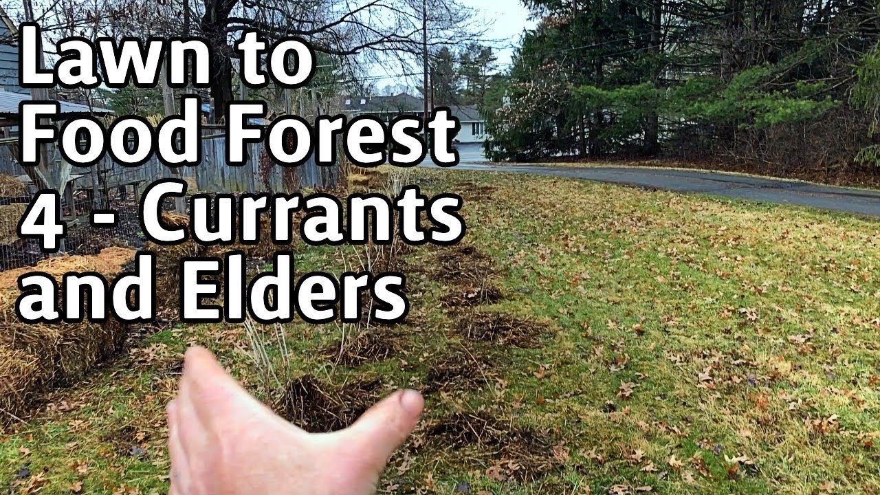 Lawn Into Food Forest - 4 - Currants and Elder Row - YouTube