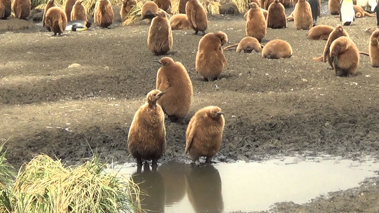 Fluffy Brown Penguin