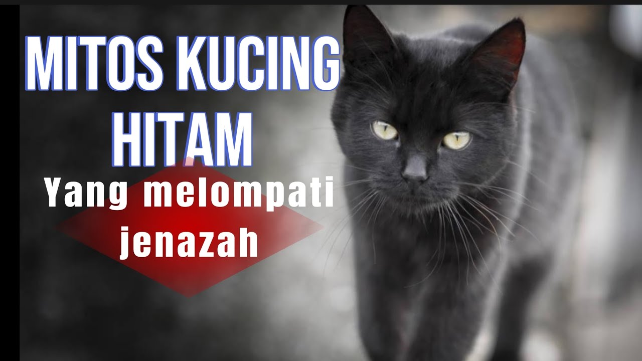 Mitos kucing Hitam Yang Melompati jenazah!! - YouTube