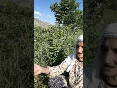 Zazaca Ağıt (Şiwareya Kirdî), Enca Fat'-Deyira Elî Muhêşî (Mintiqa: Sîmserkîs)