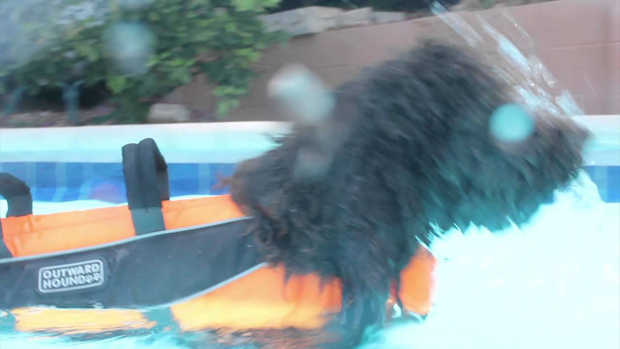 Noodle the Pool Poodle - YouTube