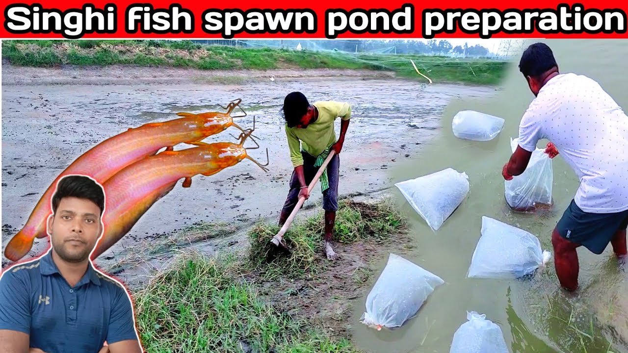 Singhi fish spawn farming pond preparation | how to treat catfish pond ...
