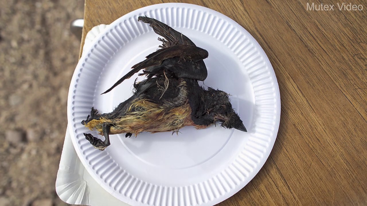 Kiviaq - Món hải cẩu thối rữa nhồi chim chết - YouTube