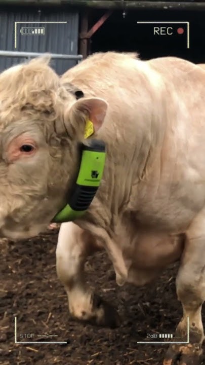 🔴 CHAROLAIS Ganado De Engorde - YouTube