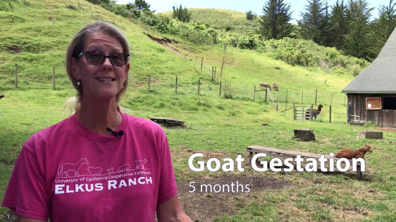 Elkus Ranch - About Goat Species - YouTube