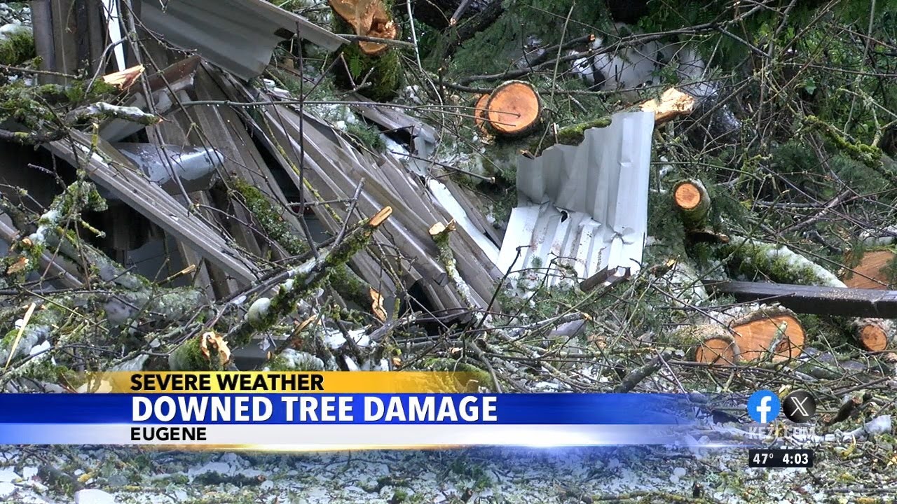 Hundreds of downed trees and limbs cause irrevocable damage. - YouTube