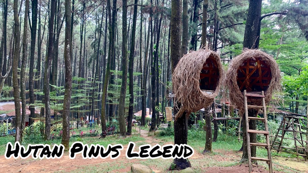Wisata Hutan Pinus Legend Kabupaten Bogor. Gunung Pancar - YouTube
