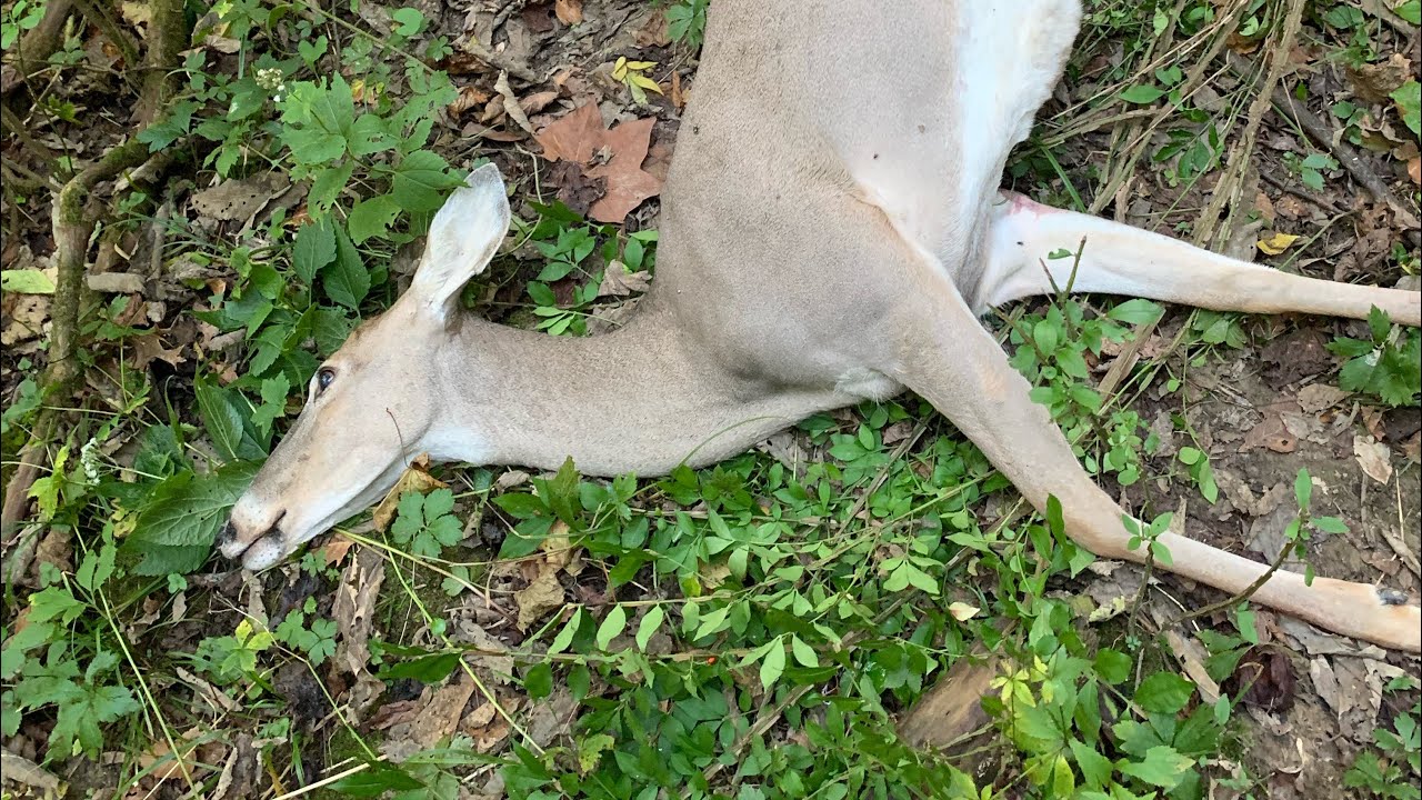 Kentucky Early Season Doe - YouTube