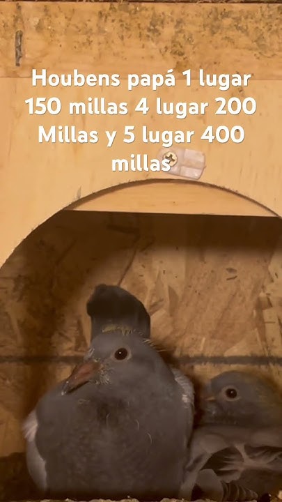 Pichones 100% Houbens!!! - YouTube