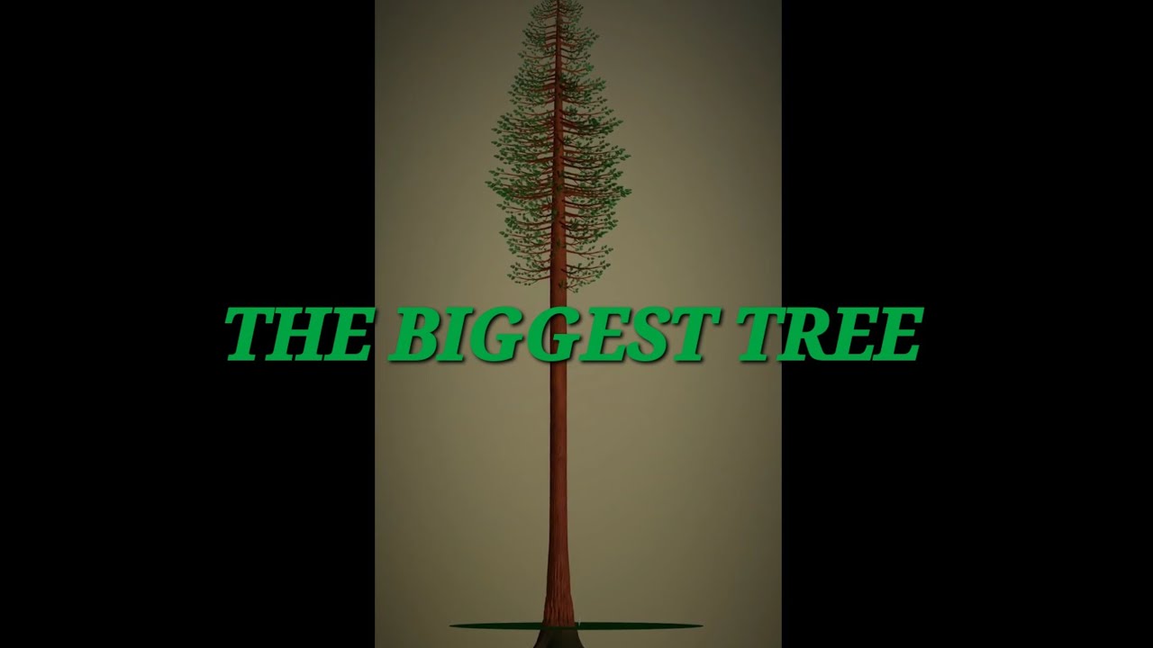 Can you see the human? Coast redwood (the BIGGEST TREE) size visualized ...