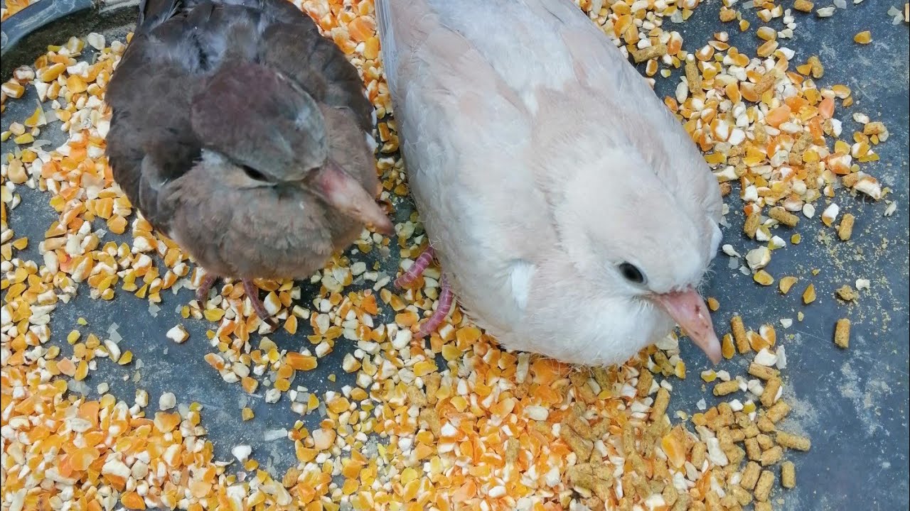 Como alimentar pichon paso a paso - YouTube