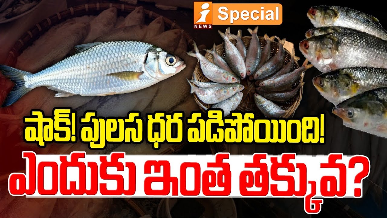 Godavari Special Pulasa Fish | Pulasa Fish Cost | షాక్! పులస ధర ...