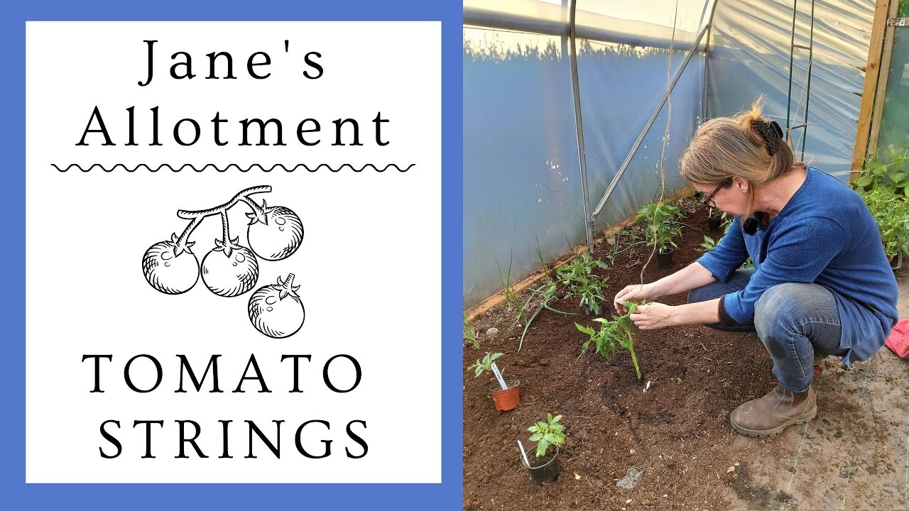 HOW I SUPPORT MY TOMATOES - using string and sticks! - YouTube