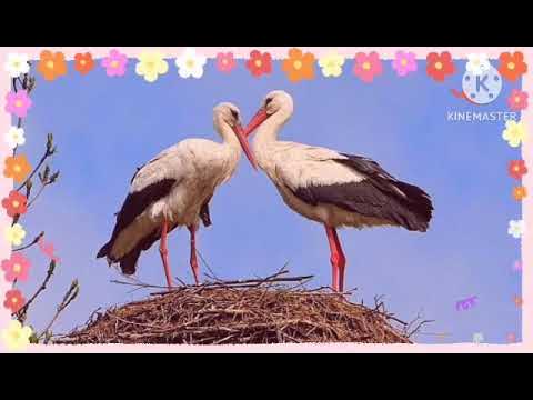 Barza albă sau cocostârcul alb - YouTube