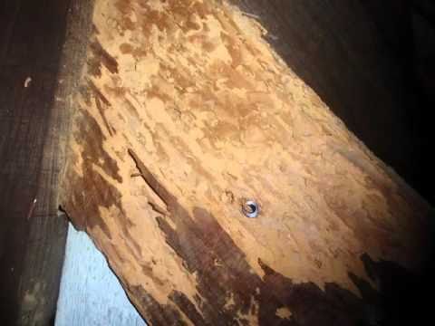 Diagnostic Termite Parasites du bois normandie calvados caen - YouTube