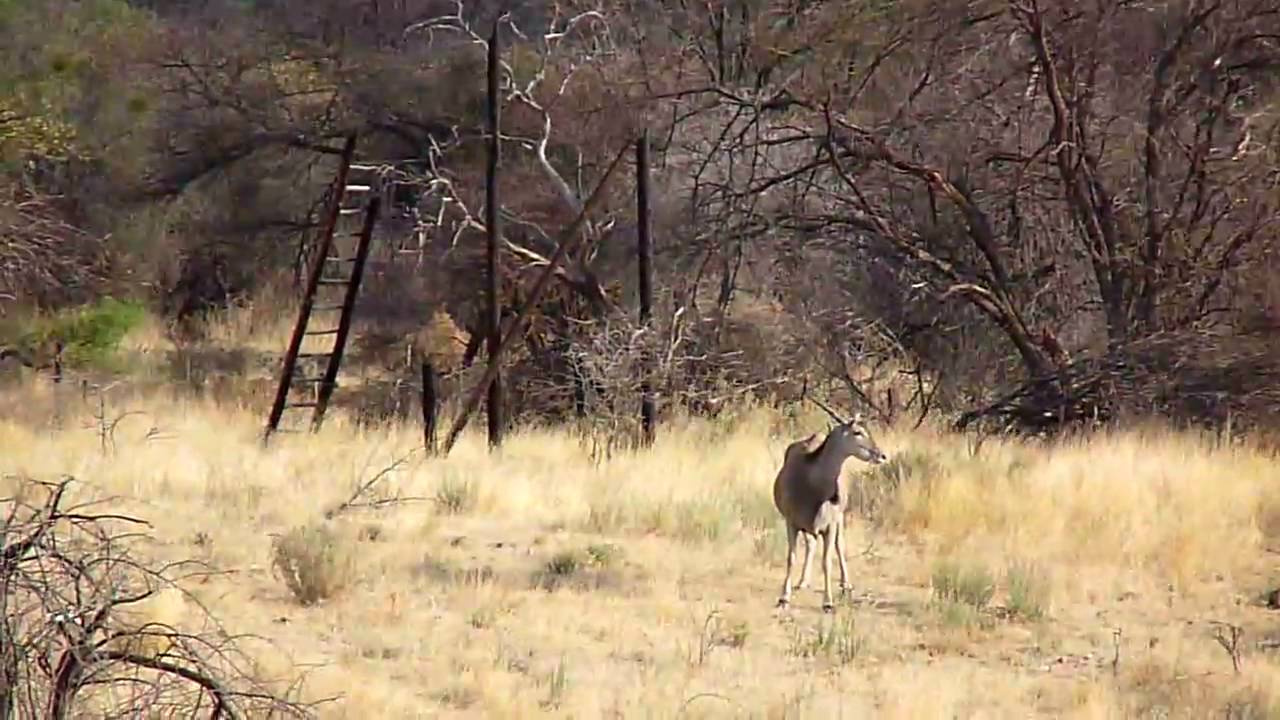 Eland Antilopen in Namibia - YouTube