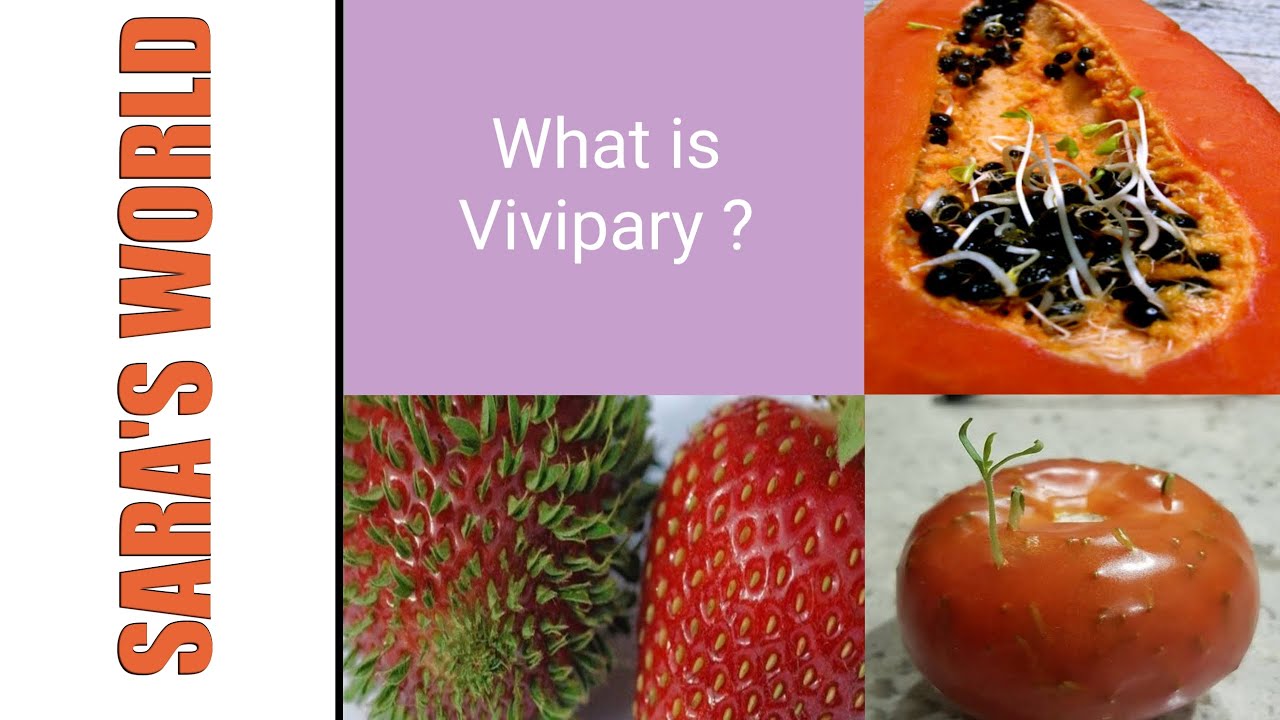 Vivipary.What is Vivipary? || Complete information || || Interesting ...