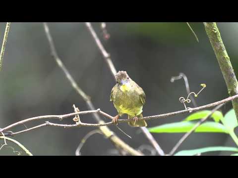 Finsch's Bulbul ( video 5 )