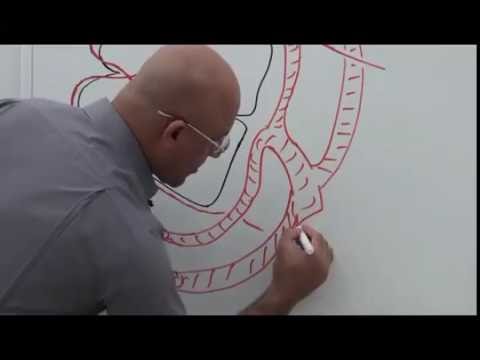 Trochlear Nerve | Neuroanatomy | Part 1/2 - YouTube