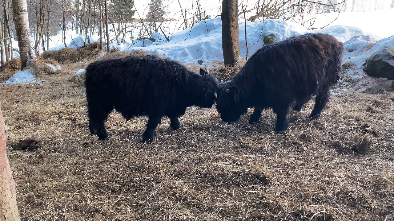 Scottish Highland Cattle In Finland: Battle of Young Bulls in the ...