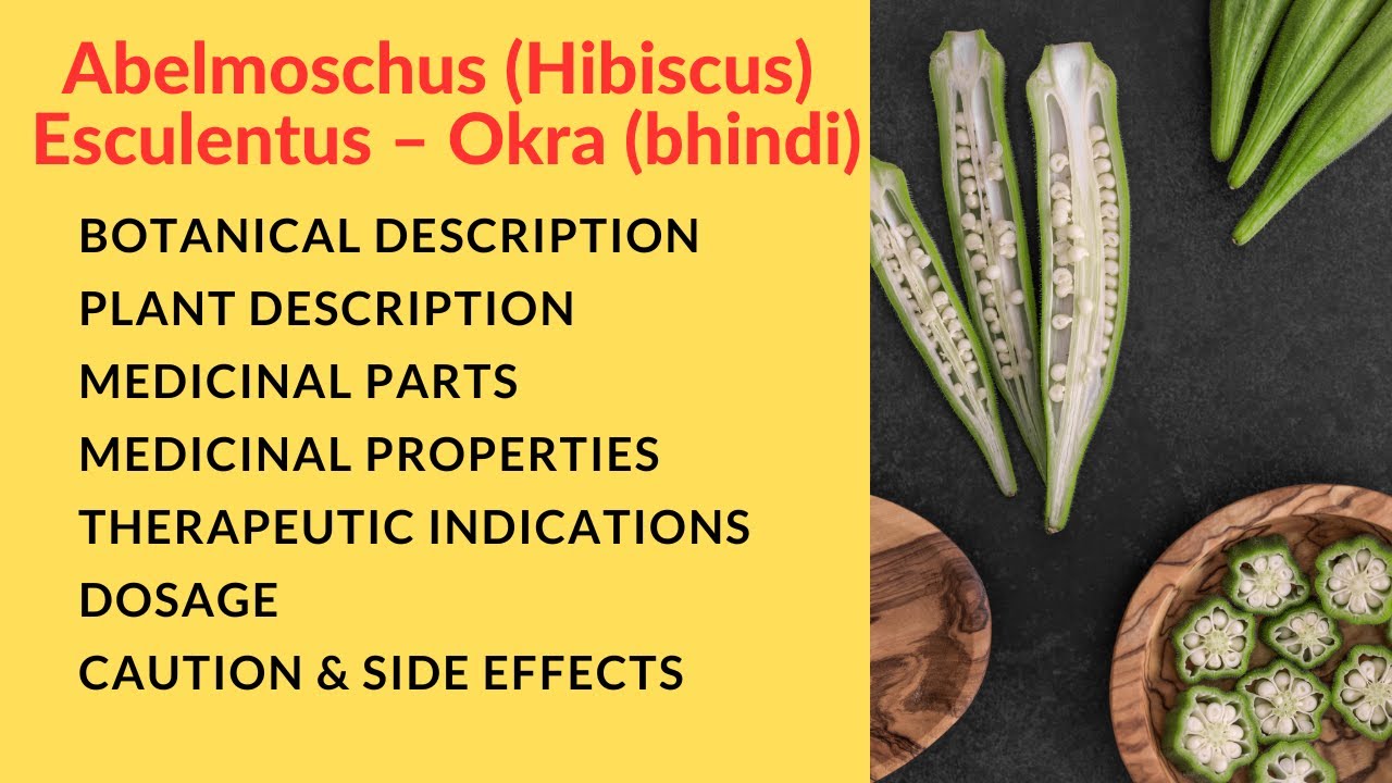 Abelmoschus Esculentus – Okra (bhindi) / LADY FINGER, EDIBLE HIBISCUS ...