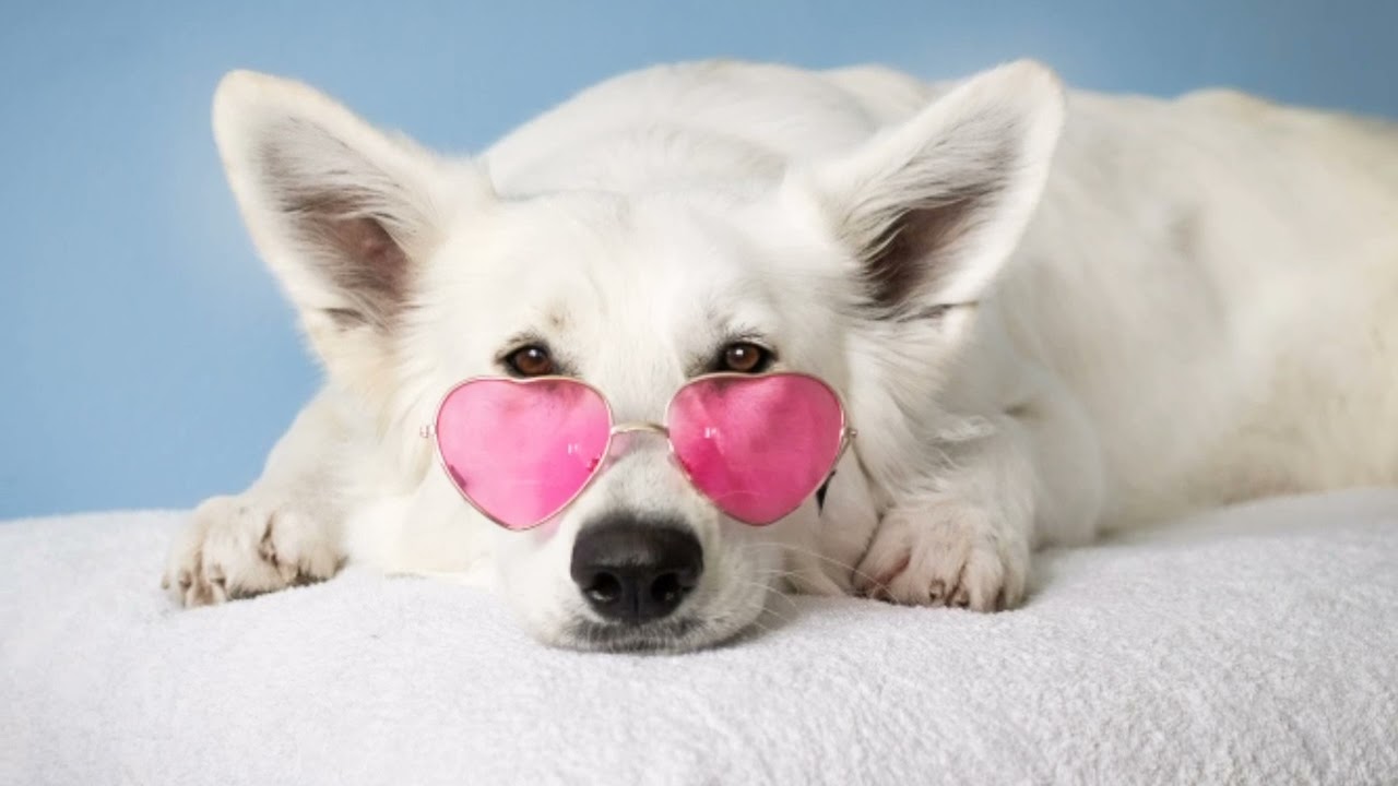 Music To Relax Dogs YouTube music-to-relax-dogs-youtube