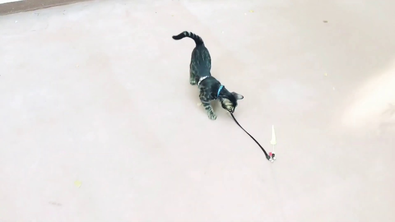 The art of cat walking - 3 months old kitten learning to walk on a ...