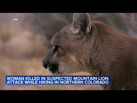 Woman killed in suspected mountain lion attack while hiking in northern Colorado