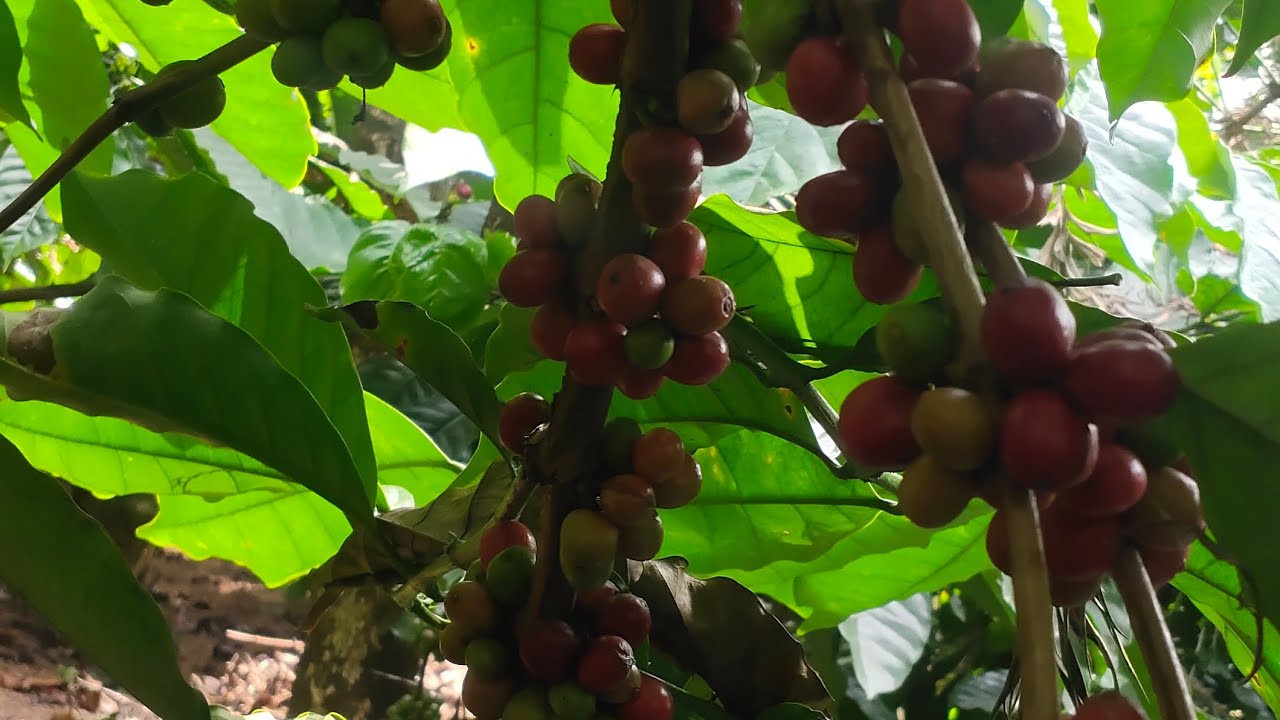 coffee plantation and black pepper Tree # Kali Mirchi Ka ped aur coffee ...
