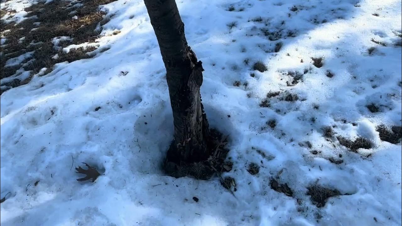 Nyob zoo rau hnub tshav ntuj nrig xwb 1/30/25 - YouTube